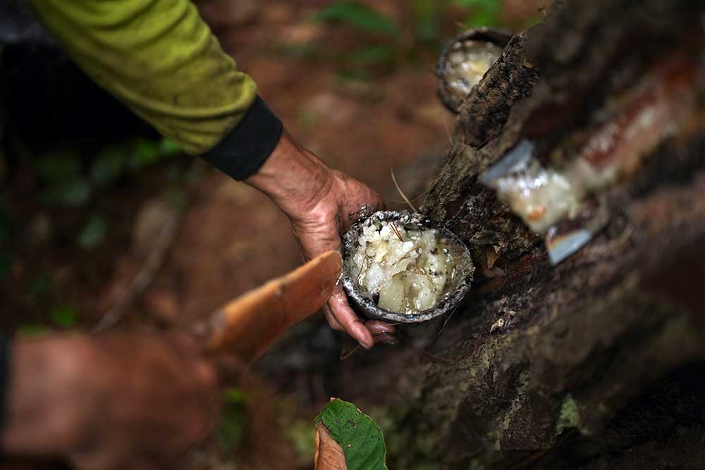 Khasiat Getah Pinus untuk Kesehatan dan Manfaatnya di Bidang Industri ...